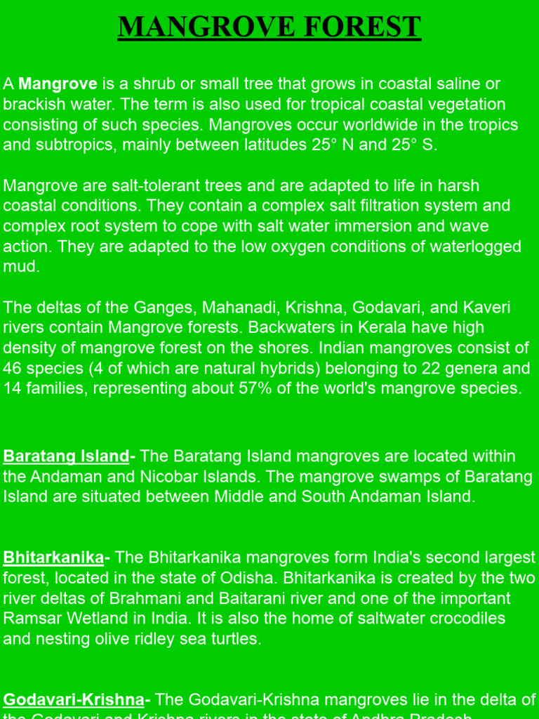 Mangrove Forest - English Project | PDF