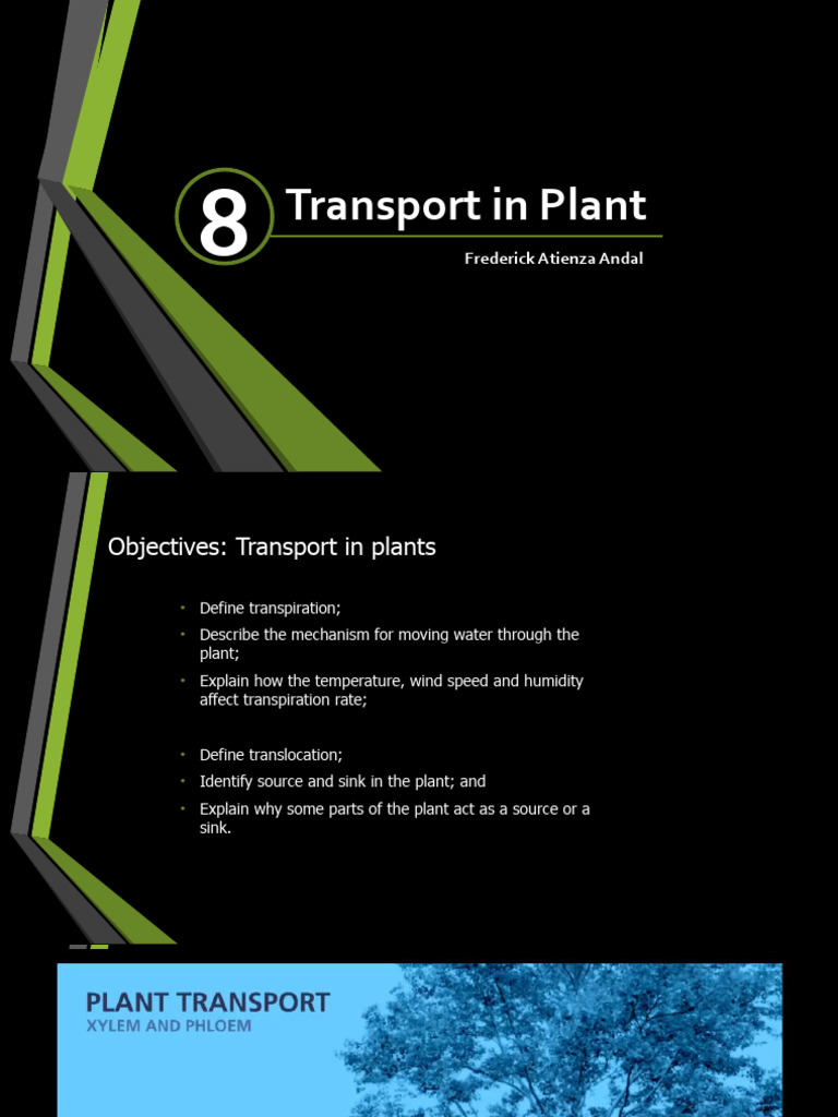 Chapter 8 Lesson 2 Transpiration and Translocation | PDF | Leaf | Stoma