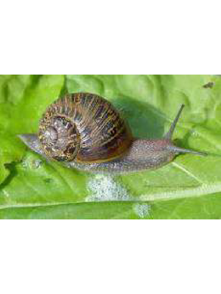 Escargot | PDF