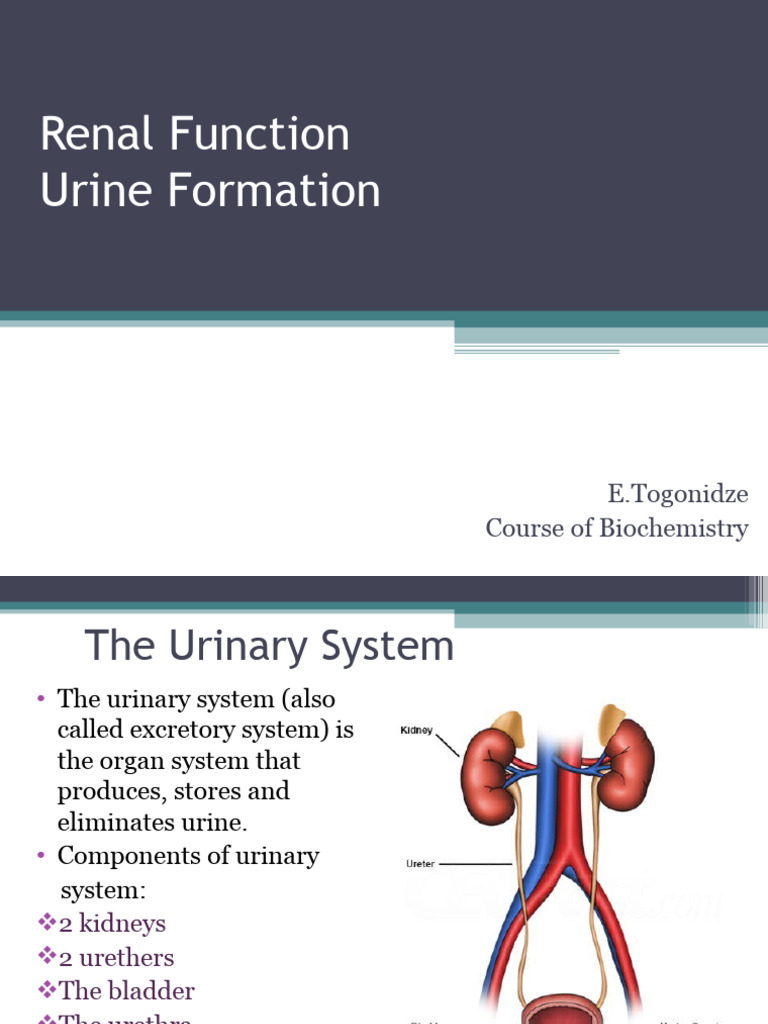 The Urinary System. Urine Formation | PDF | Kidney | Urinary System