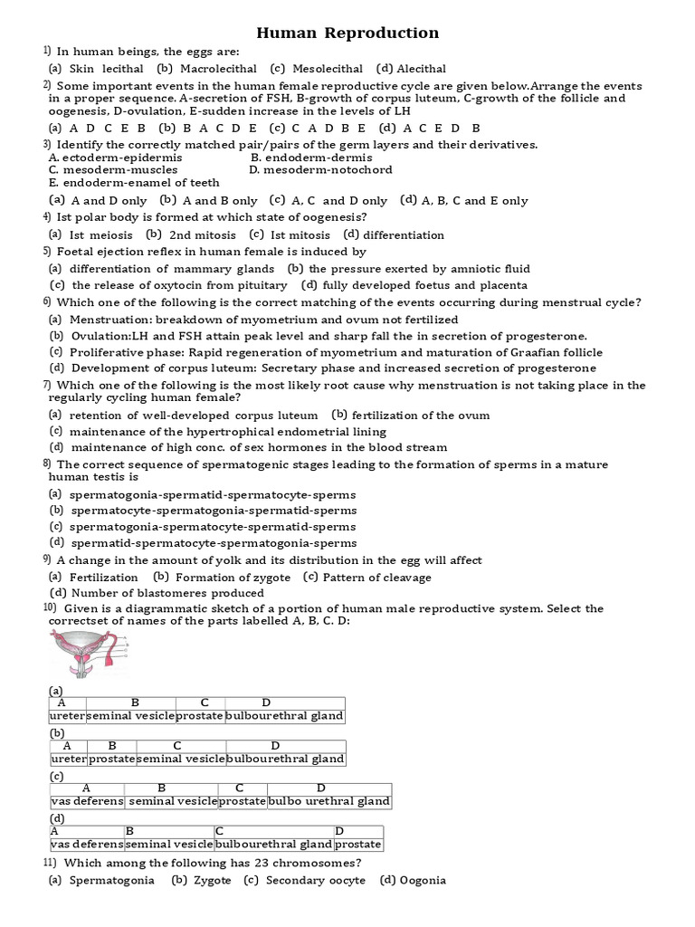 Human Reproduction | PDF | Menstrual Cycle | Reproductive System