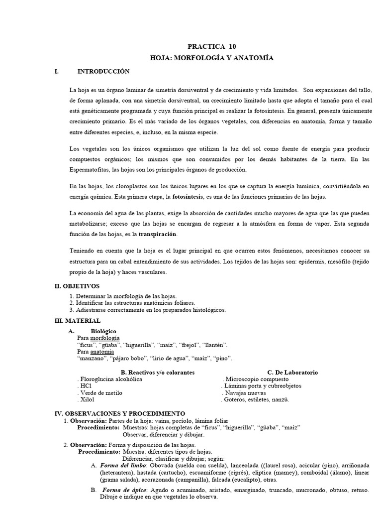 Práctica 10 Hoja | PDF | Hoja | Plantas