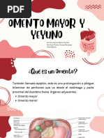 Omentos Mayor y Menor - Anatomía, Ubicación y Función - Kenhub | PDF ...