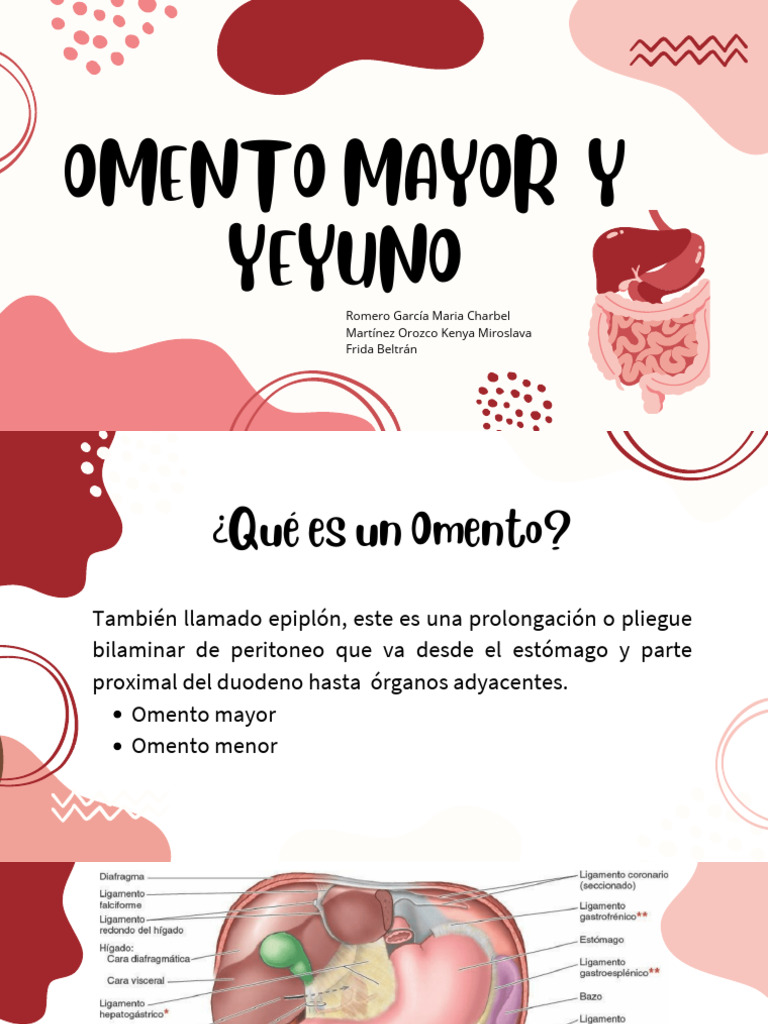 Omento Mayor y Yeyuno | PDF | Tracto gastrointestinal | Estómago