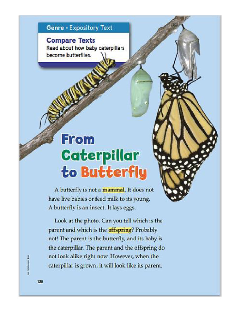 Literature Anthology - From Caterpillar To Butterfly | PDF