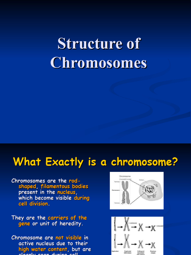 Chromosome Highly Detailed | PDF