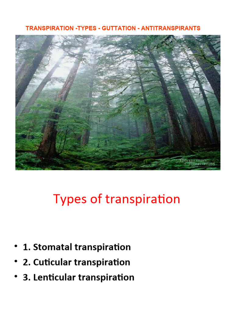 Transpiration, Guttation, and Antitranspirants | PDF