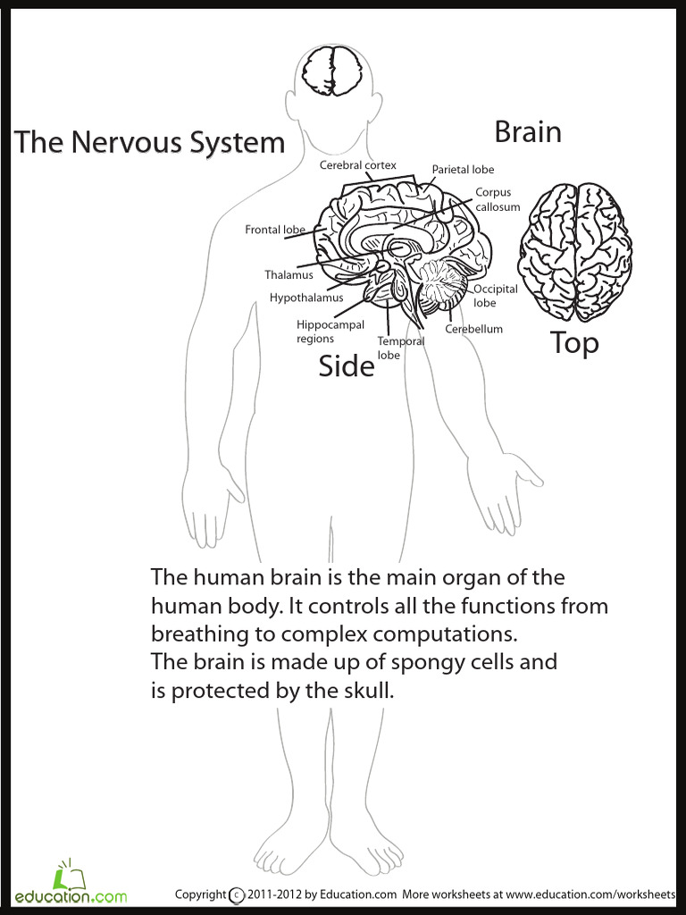 Human-anatomy-brain | PDF