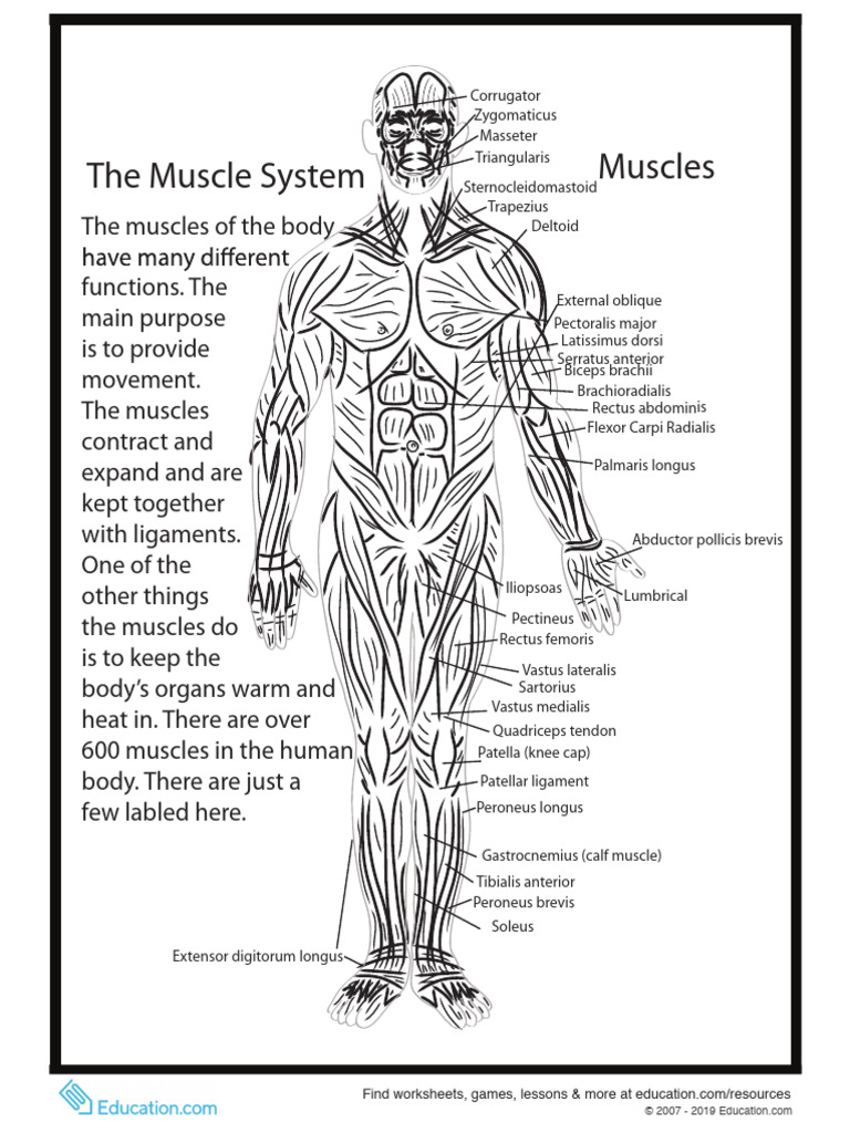 Human Anatomy Muscles | PDF