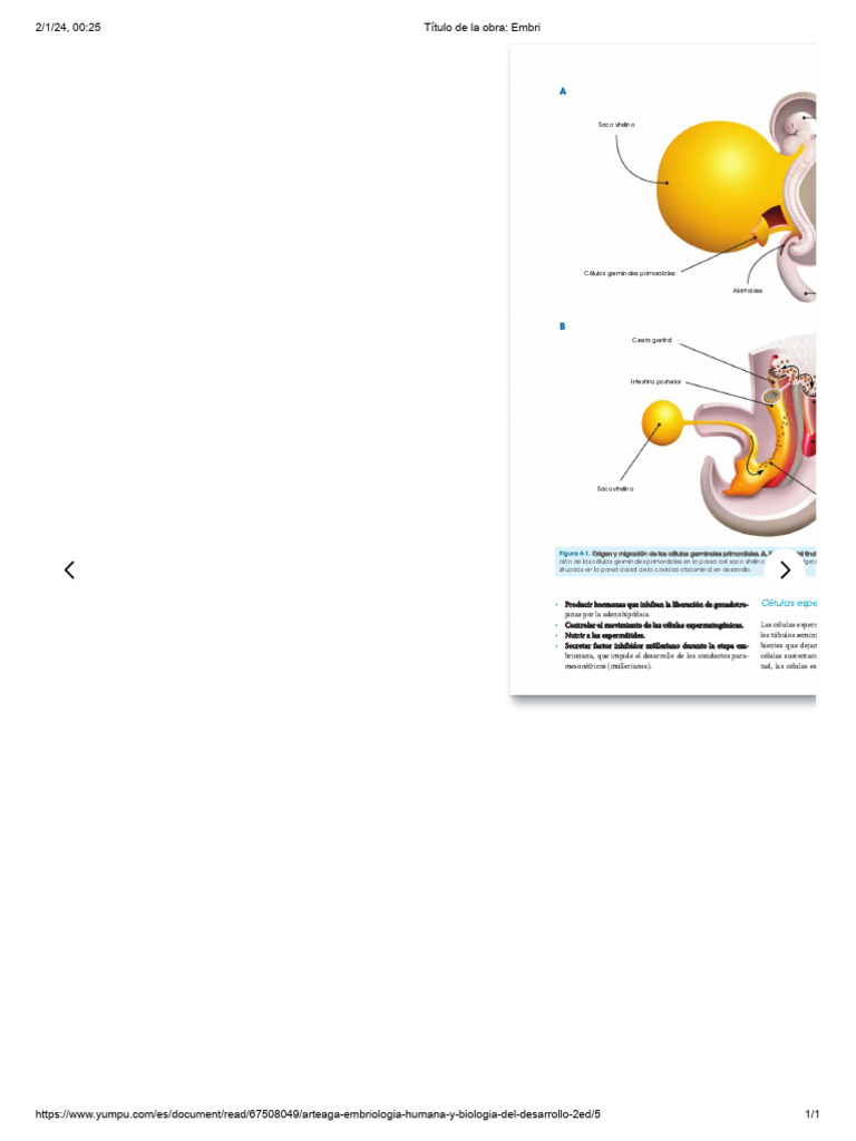 Título de La Obra - Embri | PDF | Sistema reproductivo | Sistema endocrino