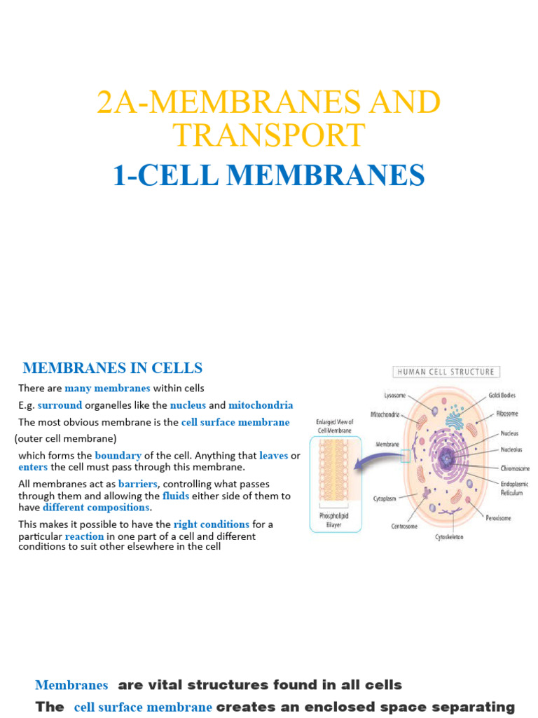 2a-Membranes and Transport 2 | PDF | Cell Membrane | Osmosis