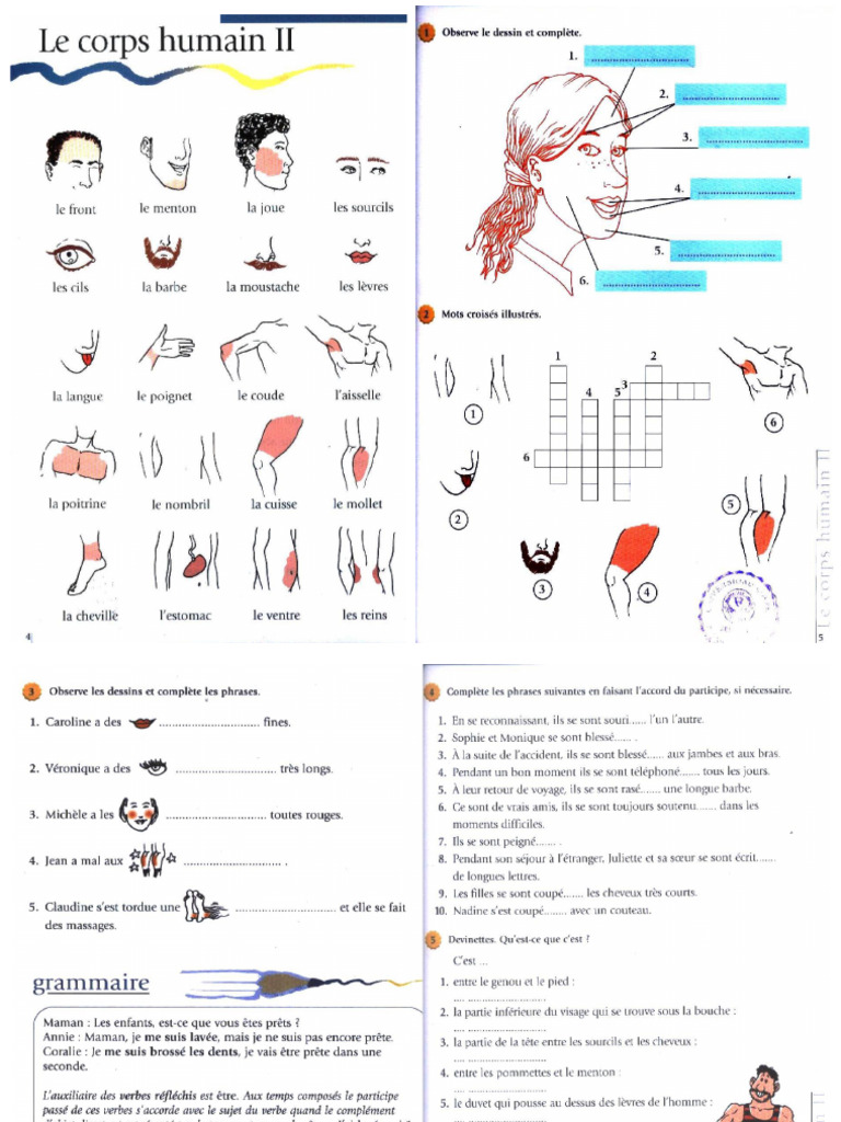 Vocabulaire Du Corps Humain | PDF