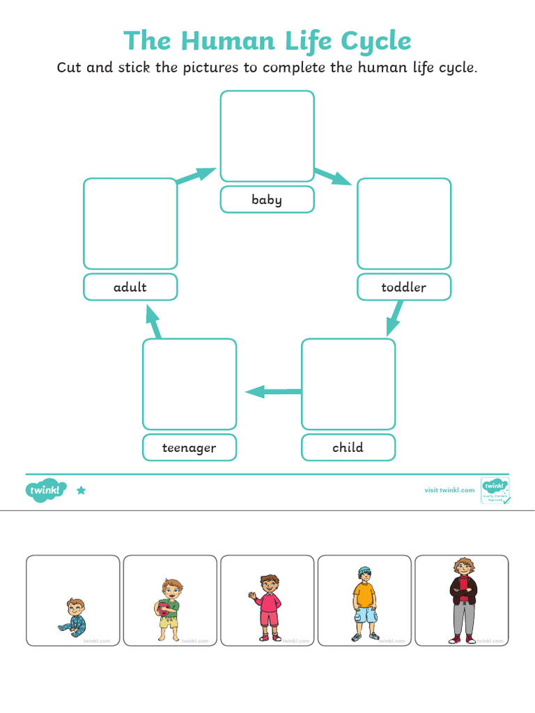 Human Life Cycle Activity Sheet | PDF