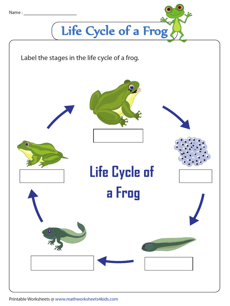 Science Life Cycle Frog Color Life Cycle No Box | PDF