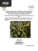 Hass Avocado Farming Guide PDF | PDF | Grafting | Avocado