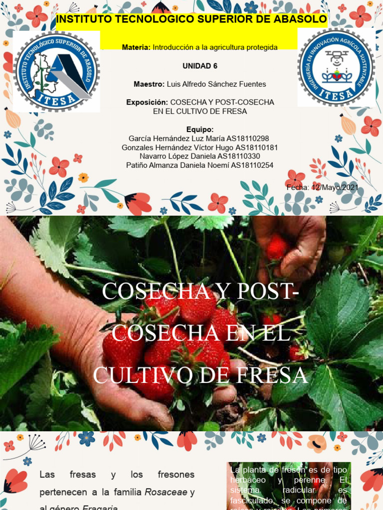 Cosecha y Post-Cosecha en Fresa | PDF