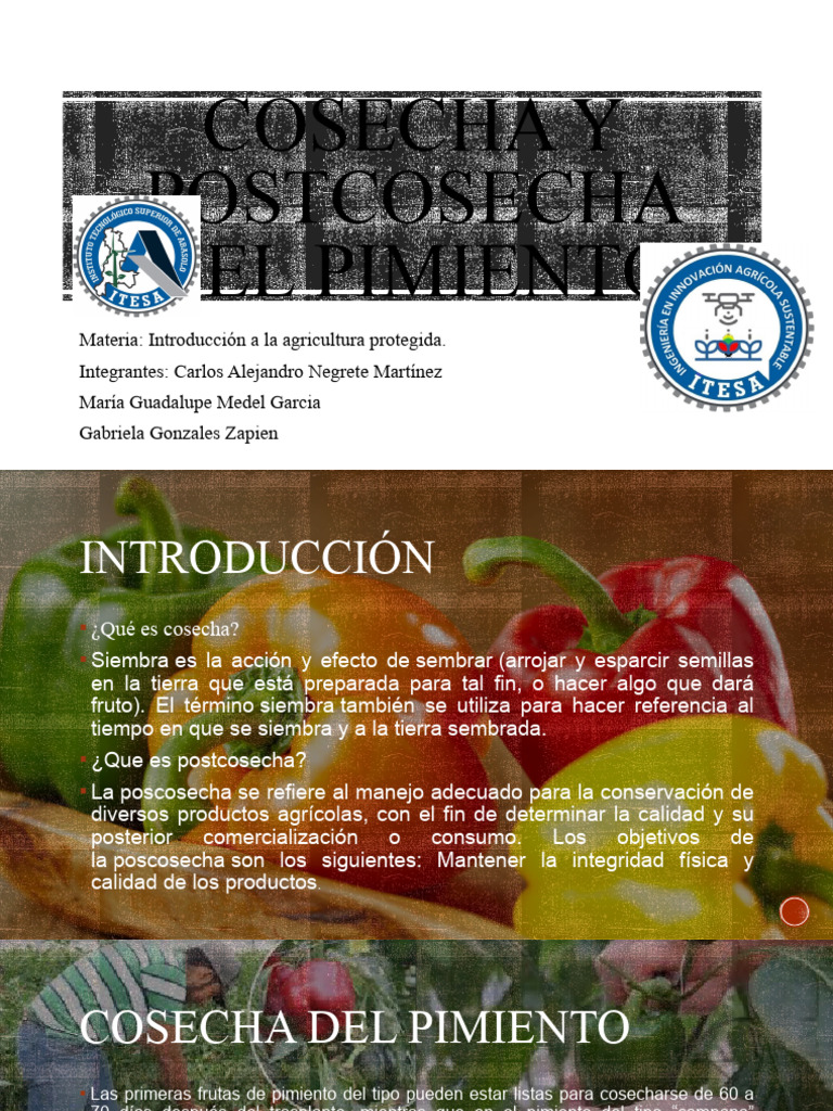 Cosecha y poscosecha del pimiento | PDF | Cosecha | Siembra