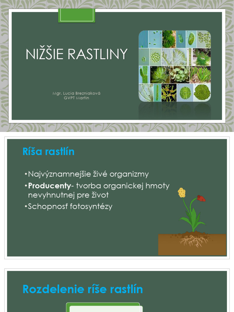 Nizsie Rastliny Preze | PDF
