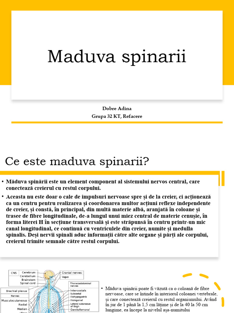 Maduva Spinarii | PDF