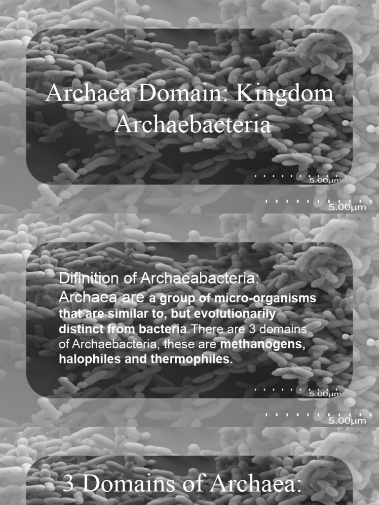 Archaea Domain | PDF