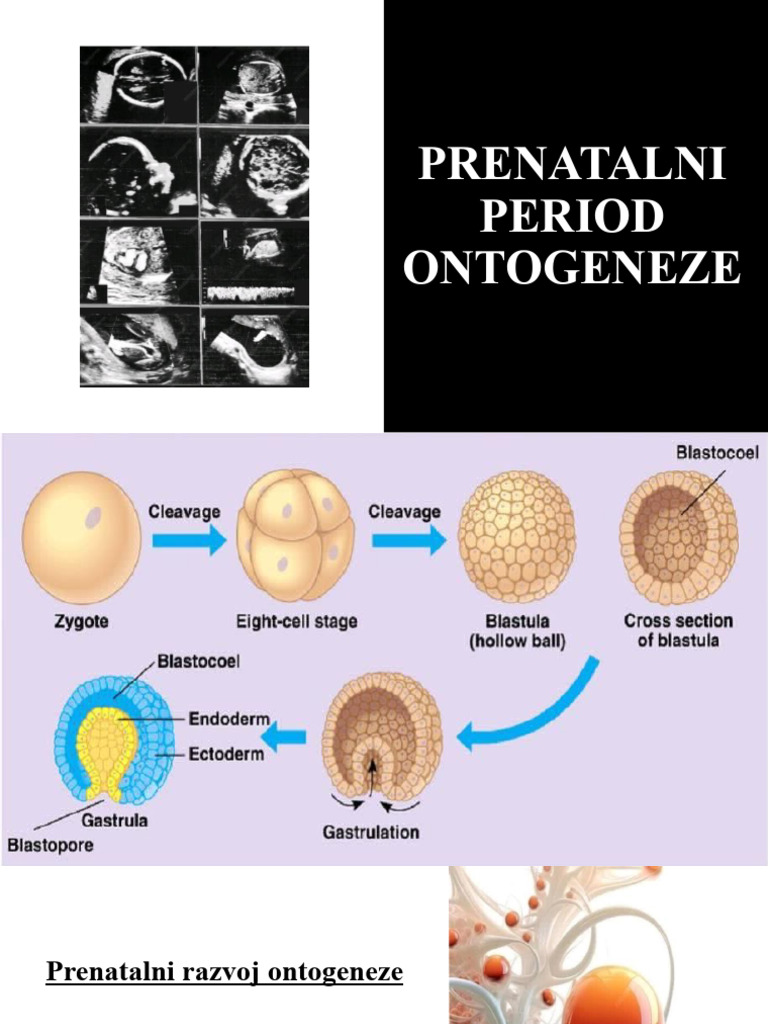 Prenatalni Period Ontogeneze | PDF