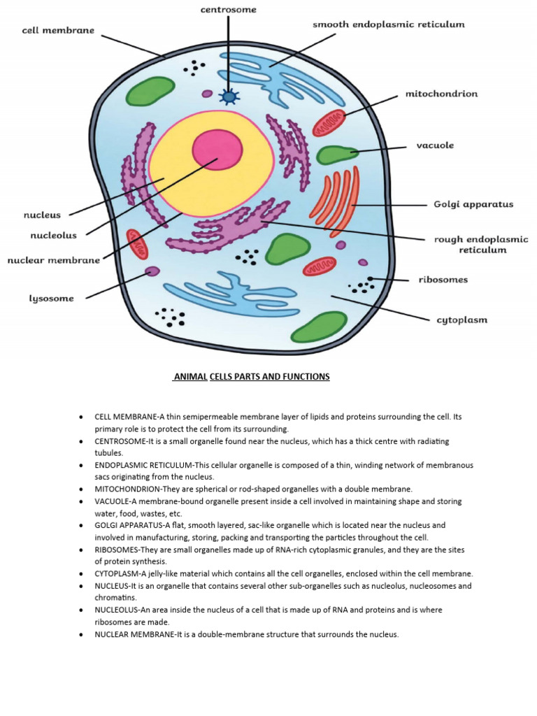 ANIMAL CELLS | PDF