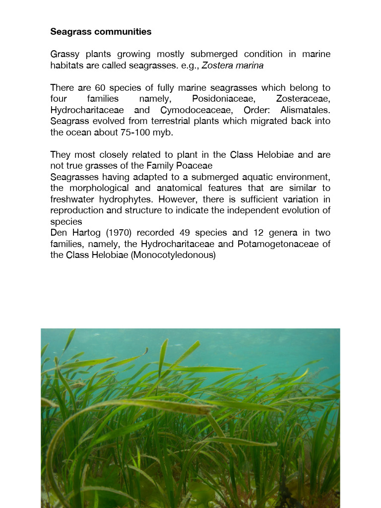 Sea Grass | PDF | Leaf | Flowers