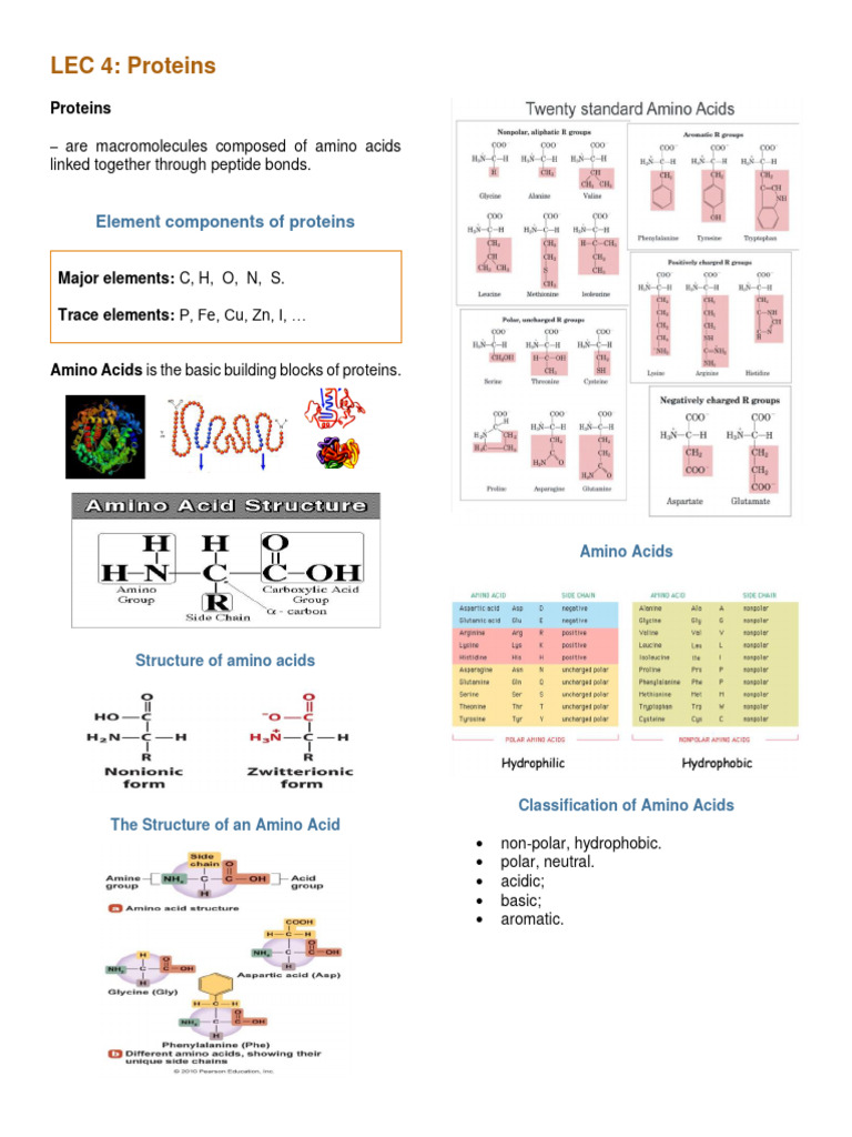 LEC 4 - Proteins | PDF