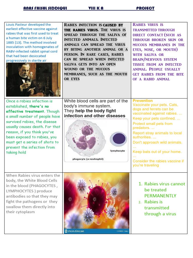 Bio Project | PDF | Rabies | Infection