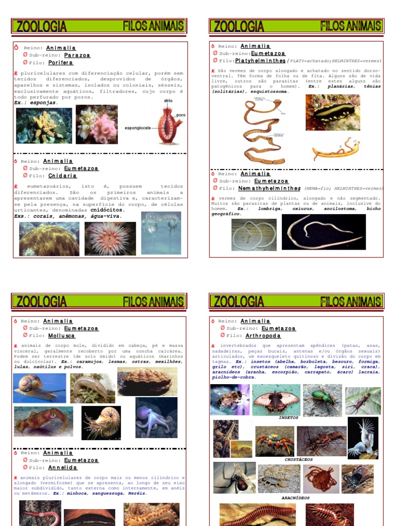 Filos Animais | PDF | Moluscos | Esponja