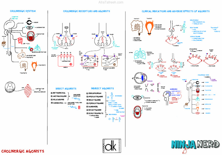08 Cholinergic Agonists [Illustrations - Key] Atf | PDF