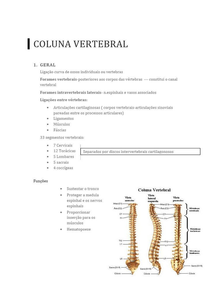 Coluna vertebral | PDF | Coluna vertebral | Sistema Esquelético