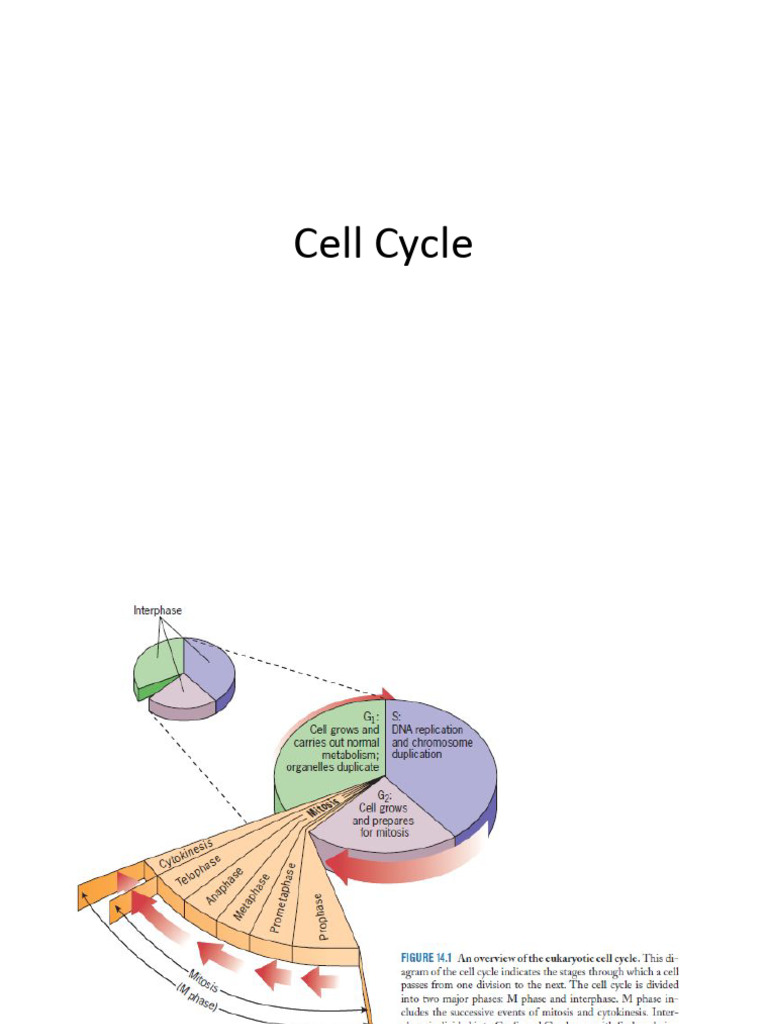 Cell Cycle | PDF | Mitosis | Stem Cell