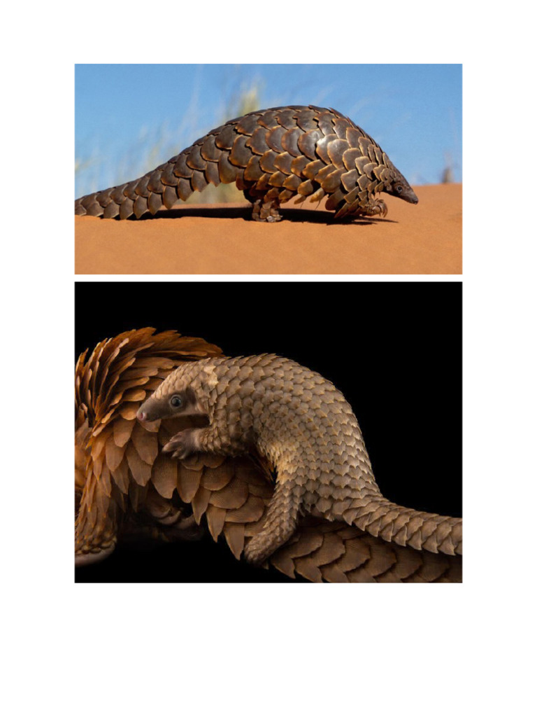 Pangolin | PDF