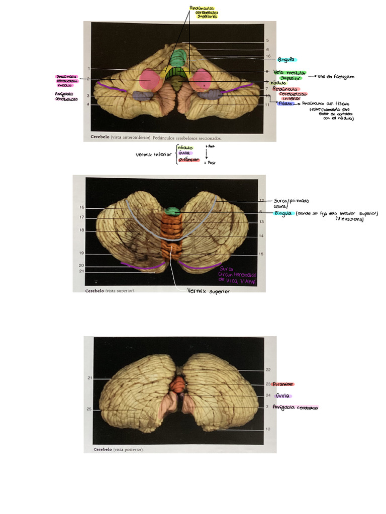 Cerebelo Prácticas Pdf órgano Anatomía Cerebro