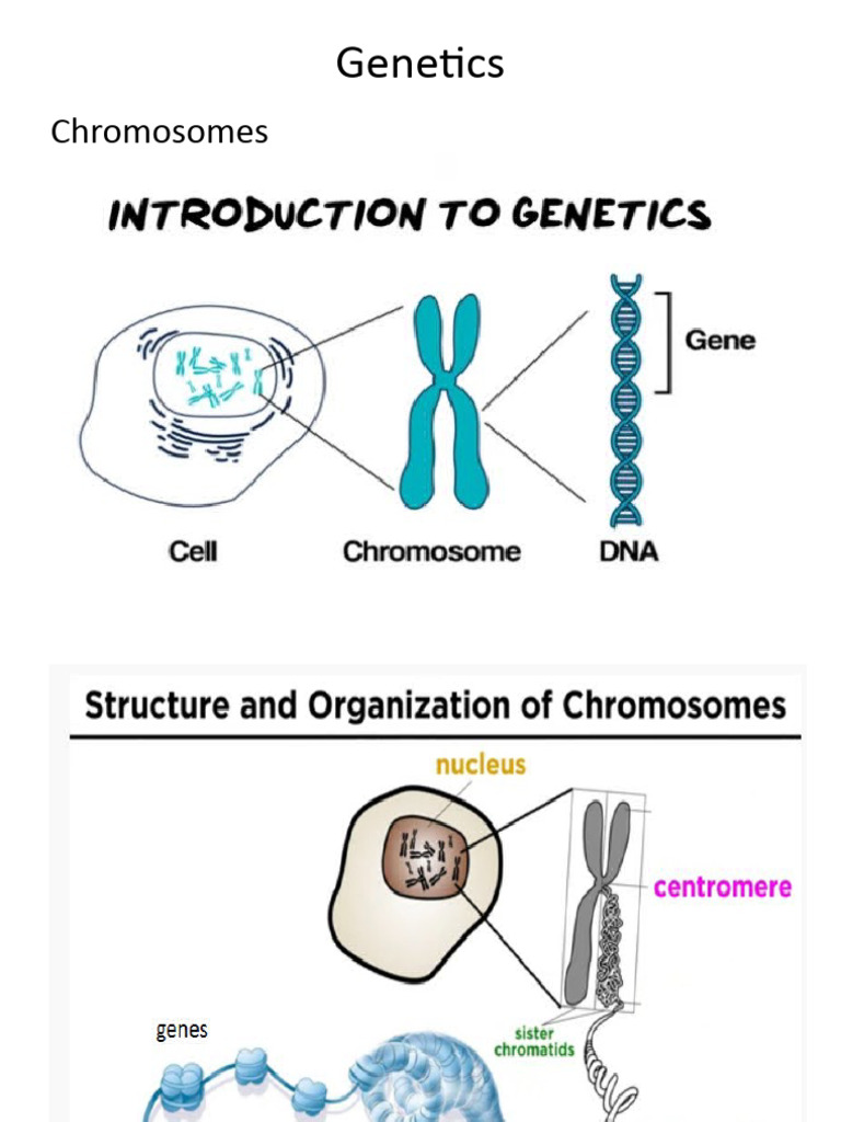 34a Heredity | PDF | Dominance (Genetics) | Genotype
