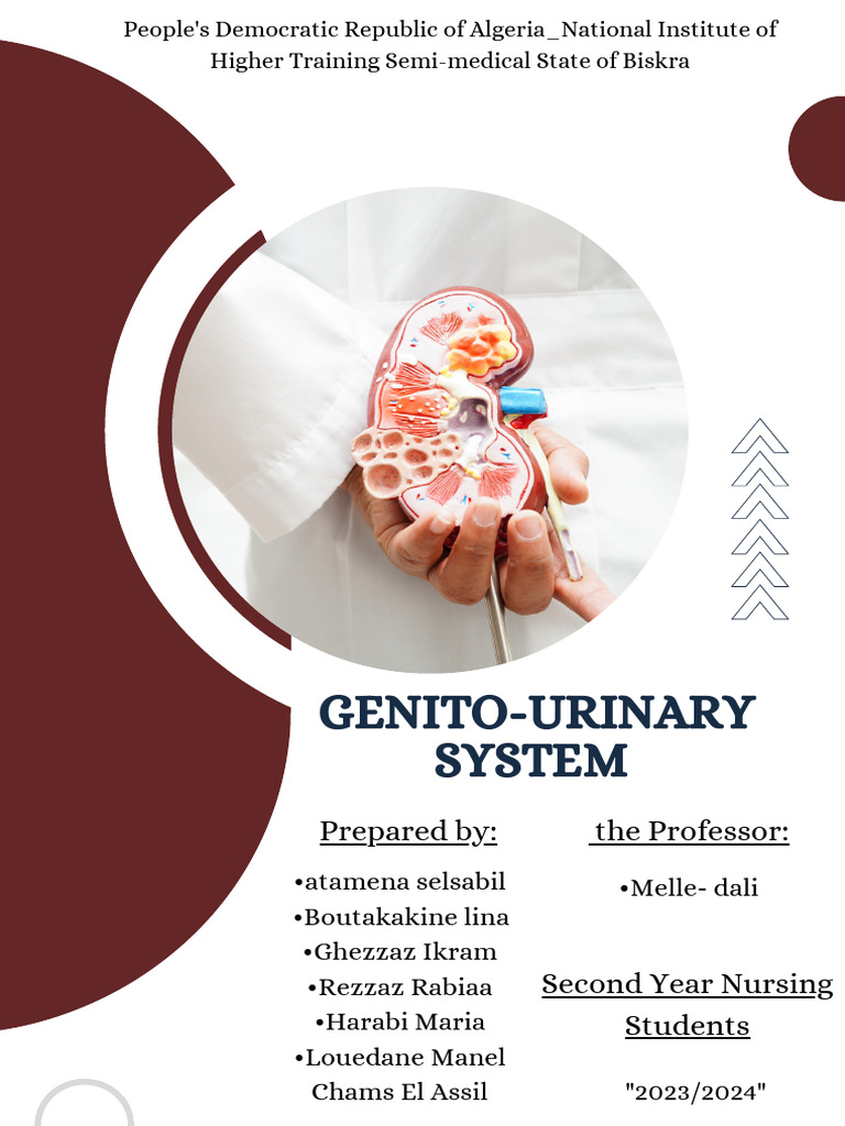 Genito Urinary System Groupe 12 | PDF | Kidney | Urine