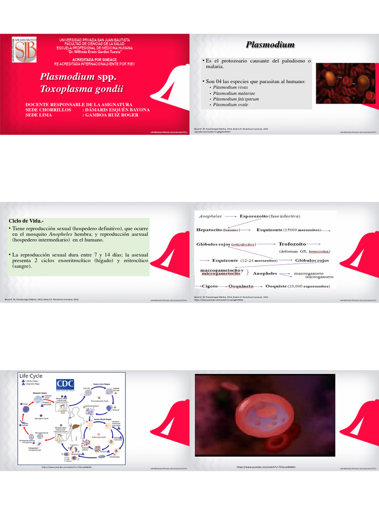 Clase 9. Plasmodium y Toxoplasma | PDF | Malaria | Plasmodium
