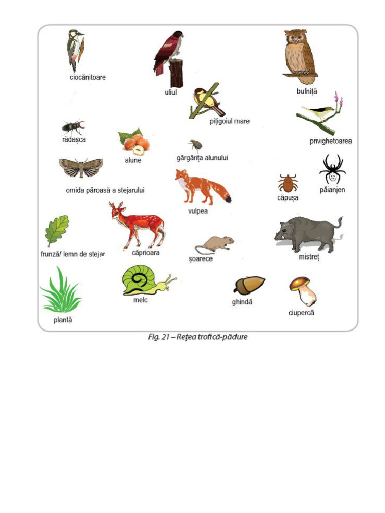 Retea Trofica Exercitiu | PDF