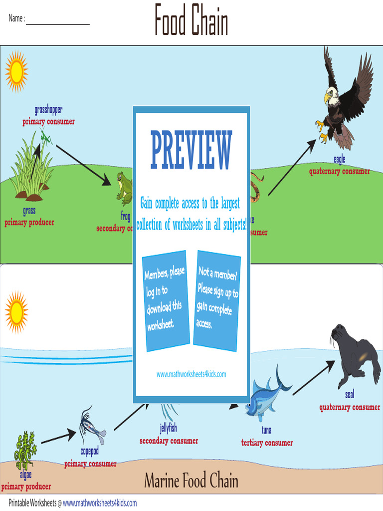 Food Chain Chart | PDF