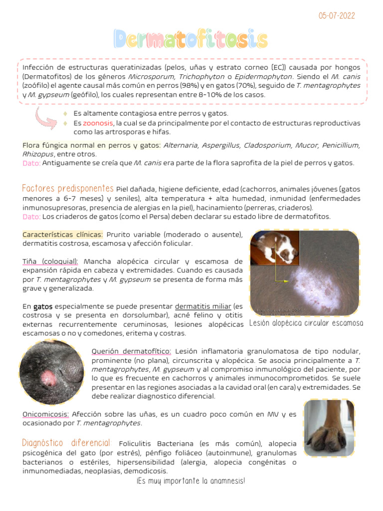 Dermatofitos y Pioderma | PDF | Especialidades Medicas | Medicina CLINICA