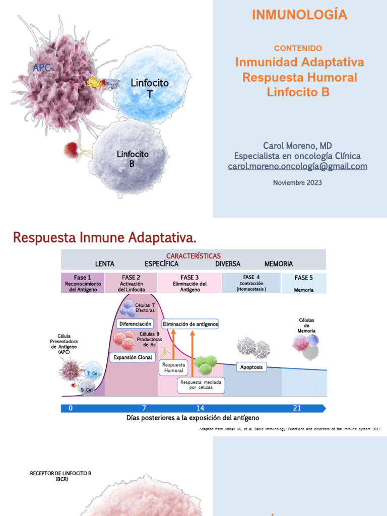 Inmunidad Adaptativa Respuesta Humoral Linfocito B | PDF | Linfocitos | Célula B