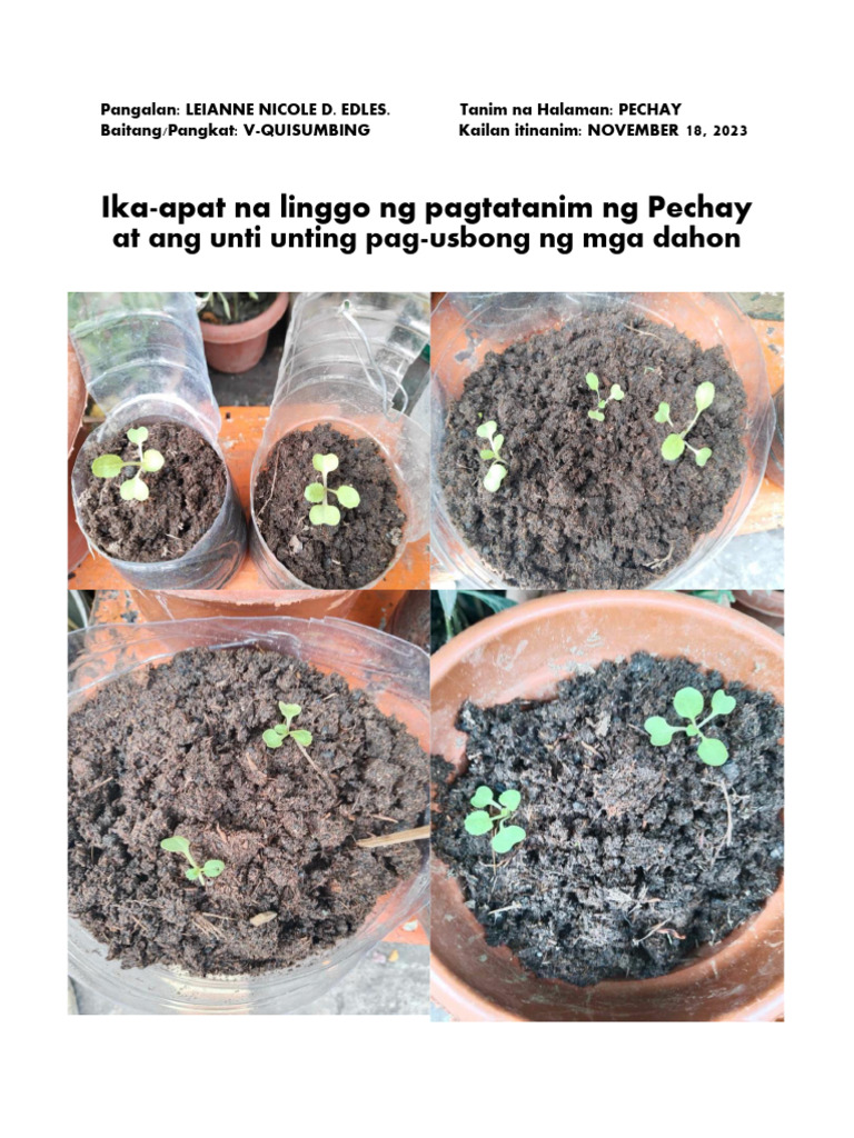 Pechay week 5 | PDF