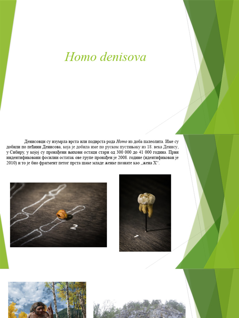 Homo Denisova | PDF