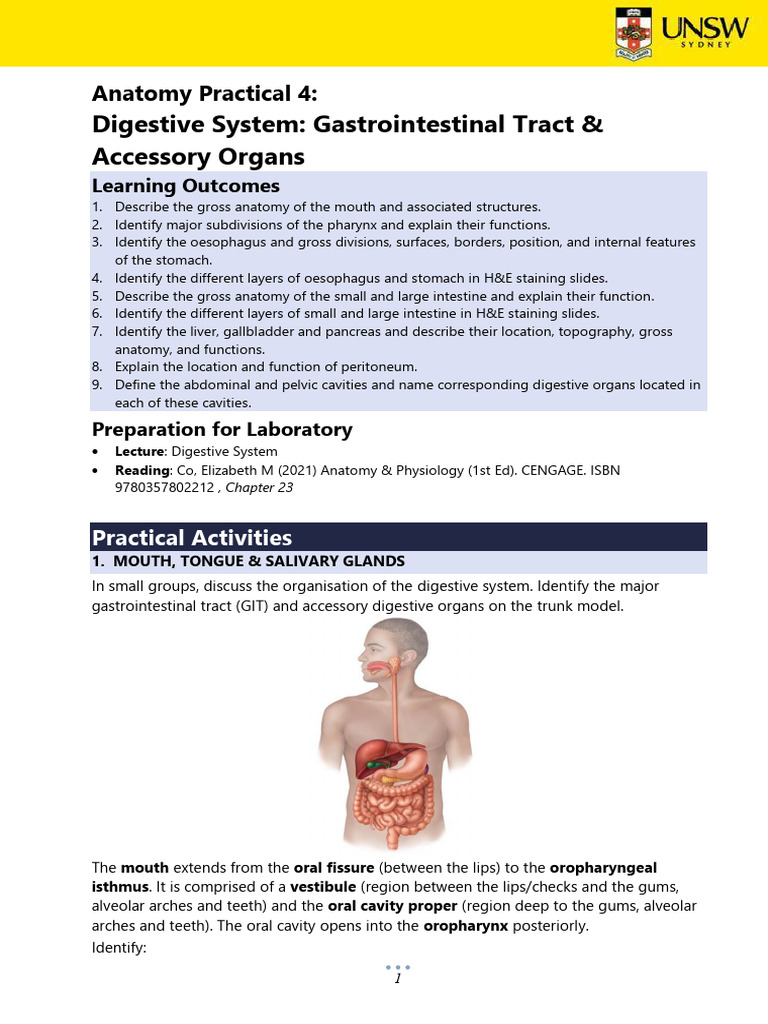Lab 4 - HS2-Prac Manual Digestive System - 2023 - T3 | PDF | Foreign Language Studies