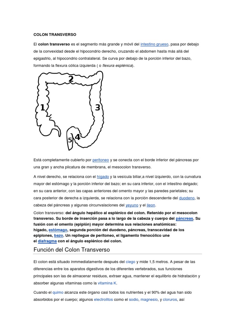 Colon Transverso: Anatomía y Función | PDF | Intestino grueso ...