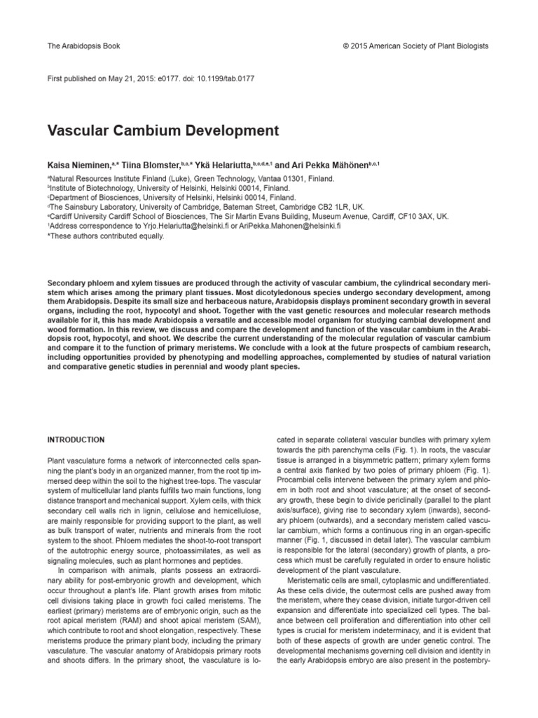 Vascular Cambium | PDF