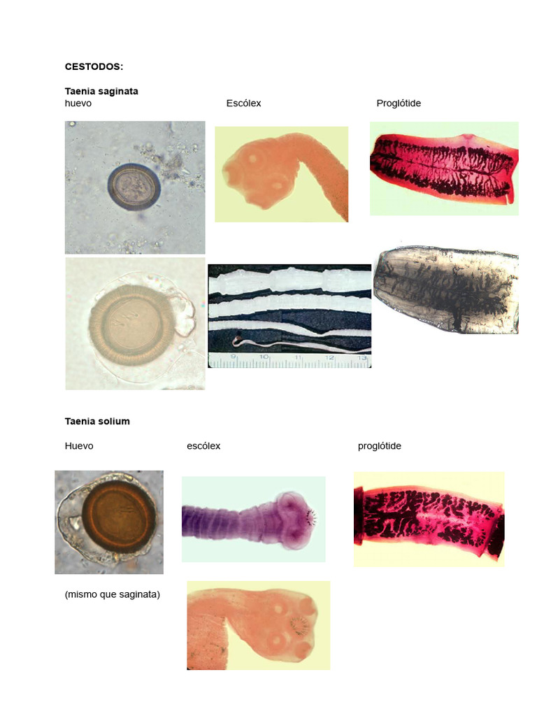 Cestodos | PDF