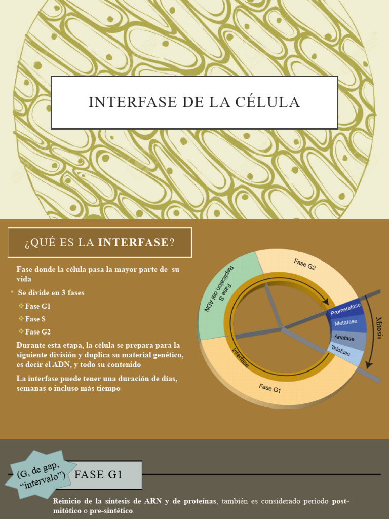 Interfase de La Celula | PDF