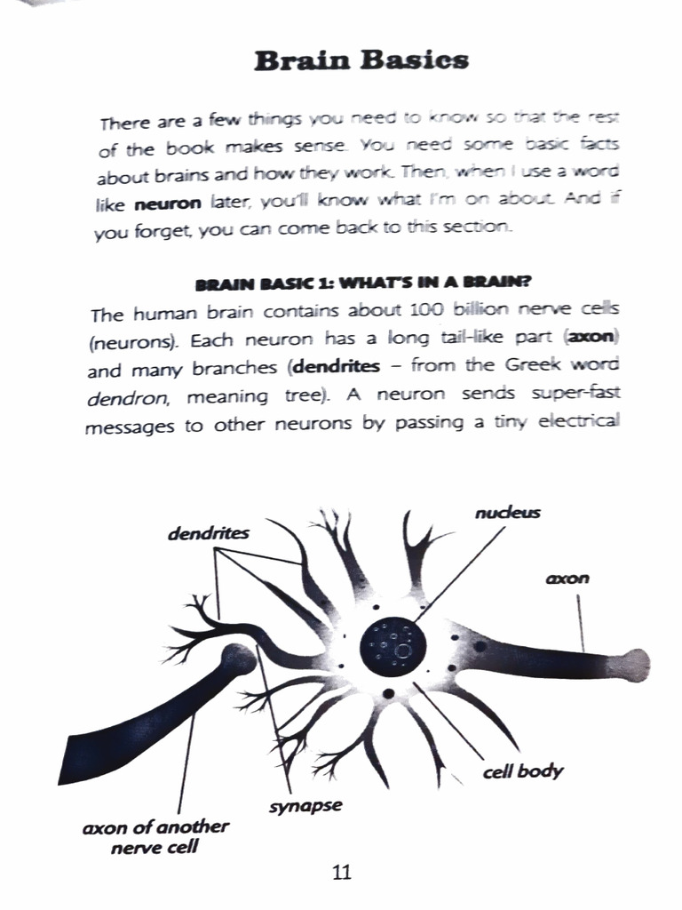 Neuron | PDF | Grey Matter | Neuron